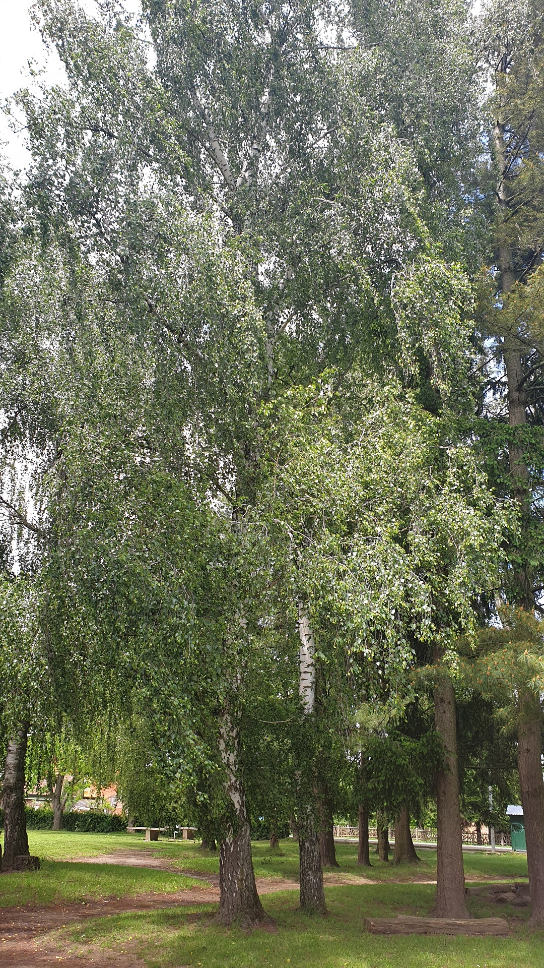 Breza – Osnovna škola Rovišće