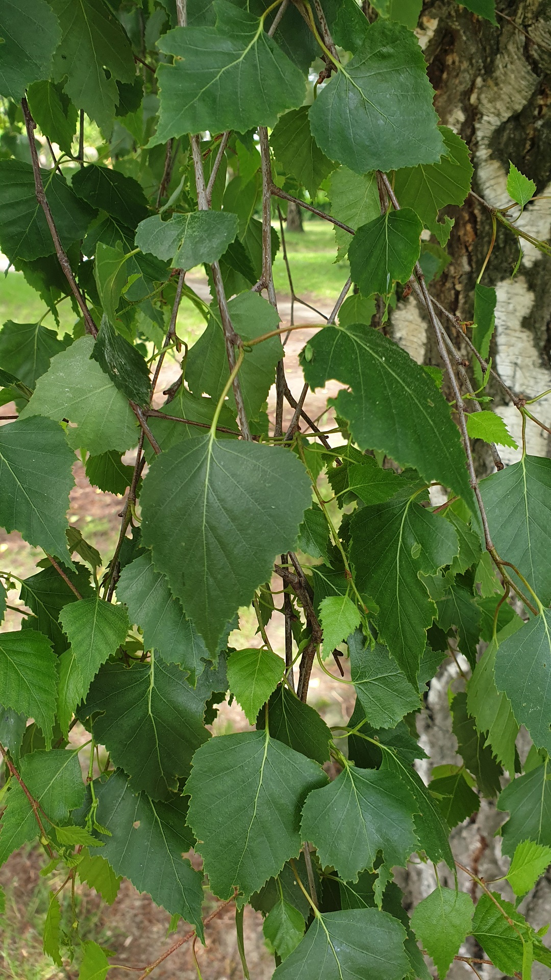 Breza – Osnovna škola Rovišće