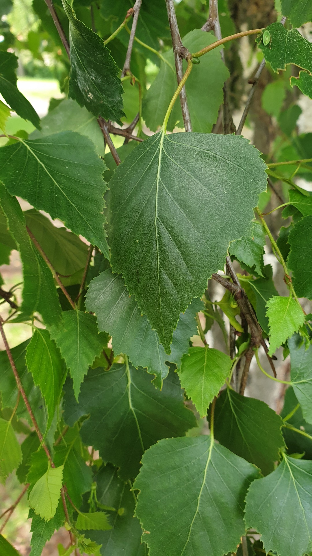 Breza – Osnovna škola Rovišće