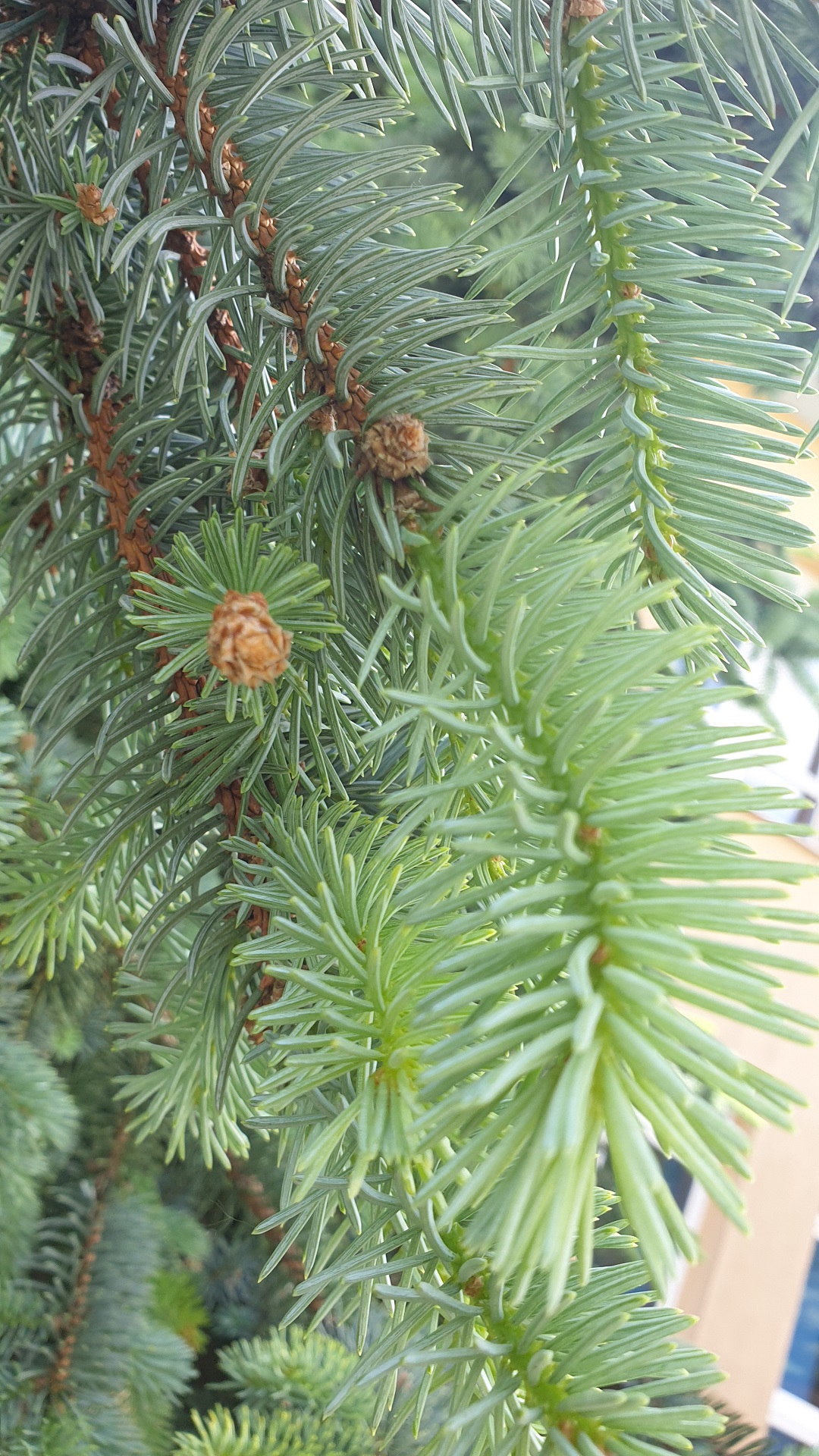 Srebrna smreka – Osnovna škola Rovišće